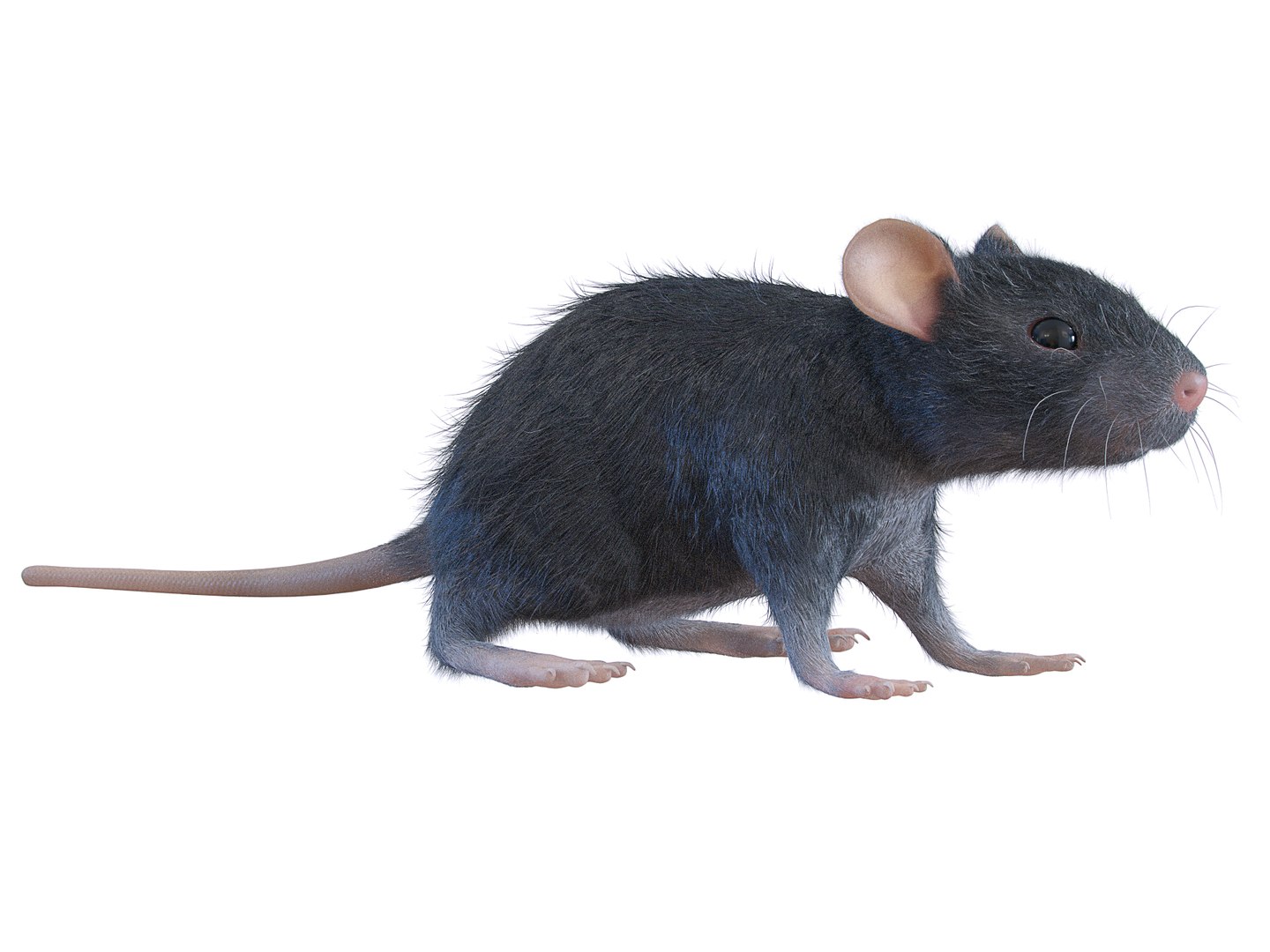 Free Animal Rat Mouse Model - TurboSquid 1520064