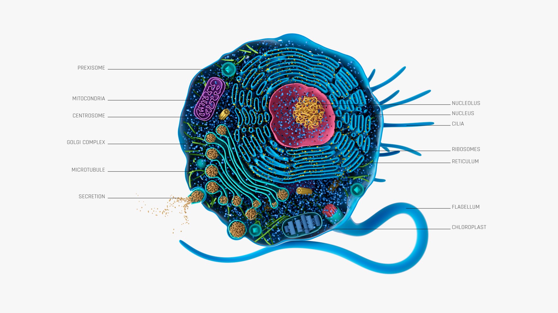 3D Eukaryotic Cell Model - TurboSquid 2248251