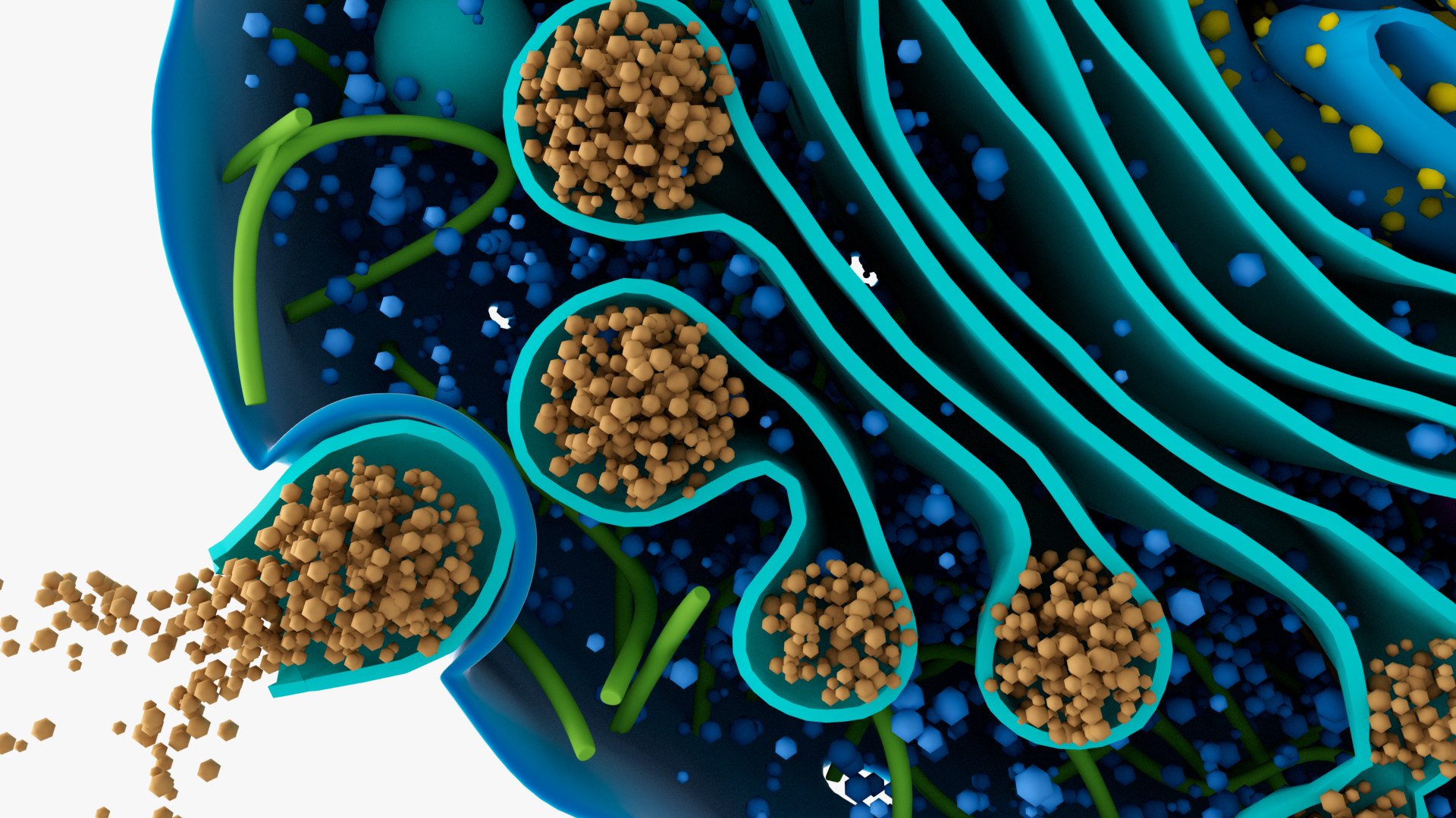 3D Eukaryotic Cell Model - TurboSquid 2248251