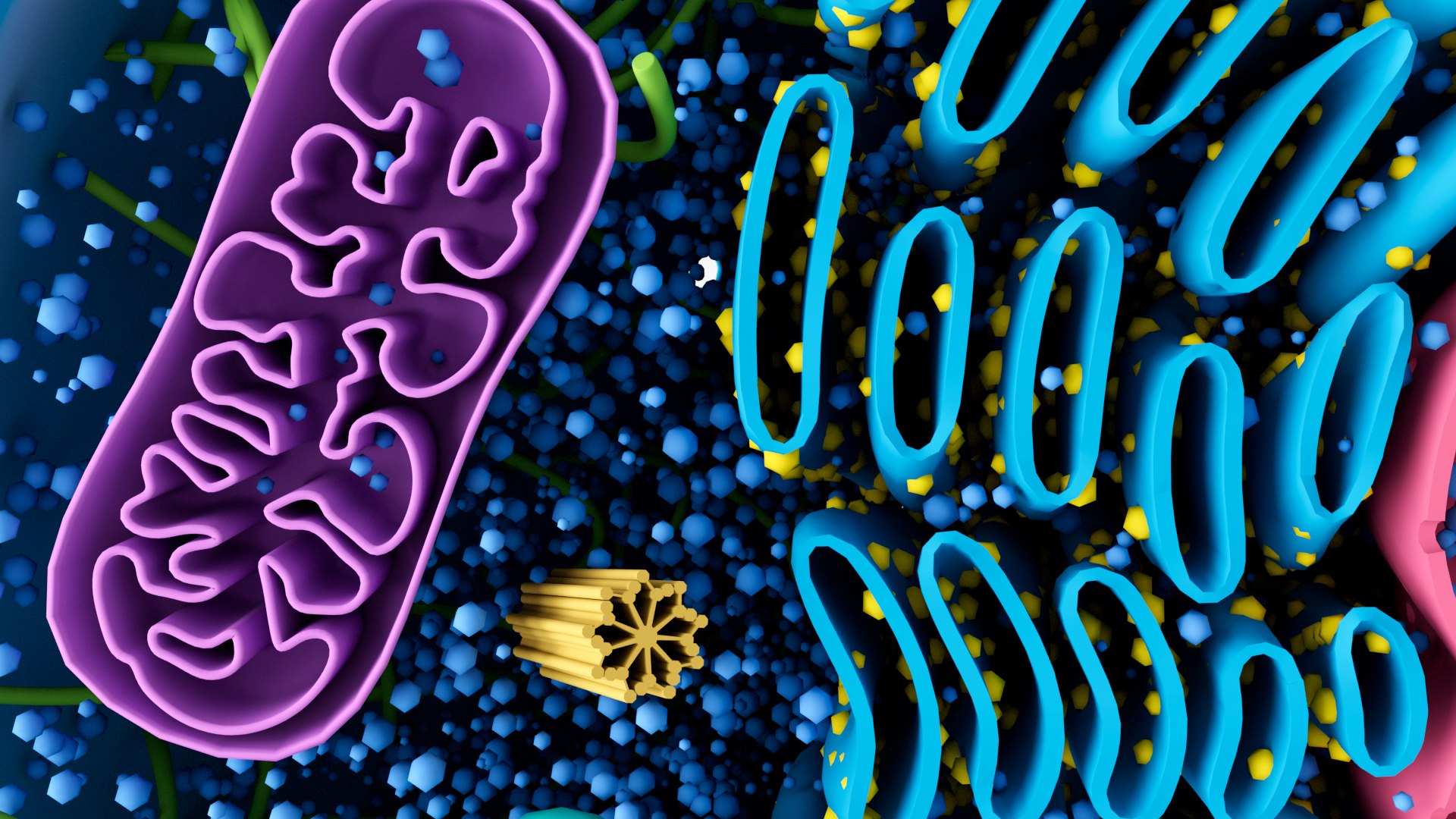 3D Eukaryotic Cell Model - TurboSquid 2248251