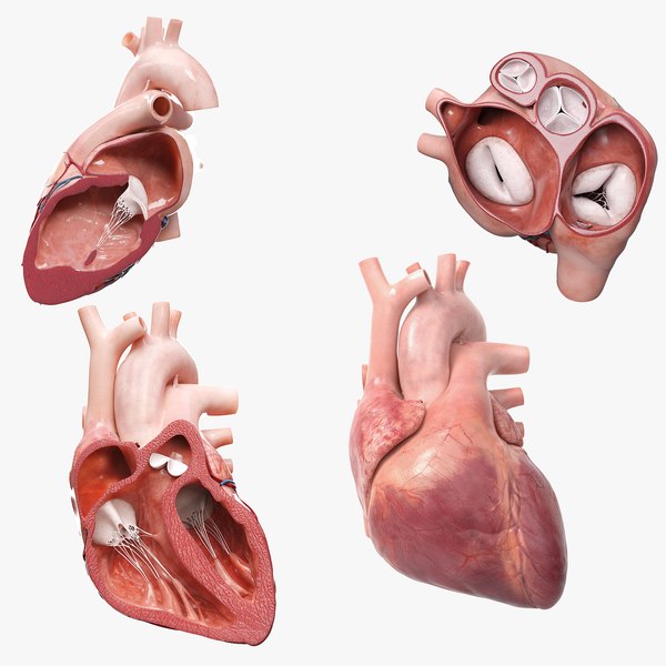 Human Heart 3D Models for Download | TurboSquid