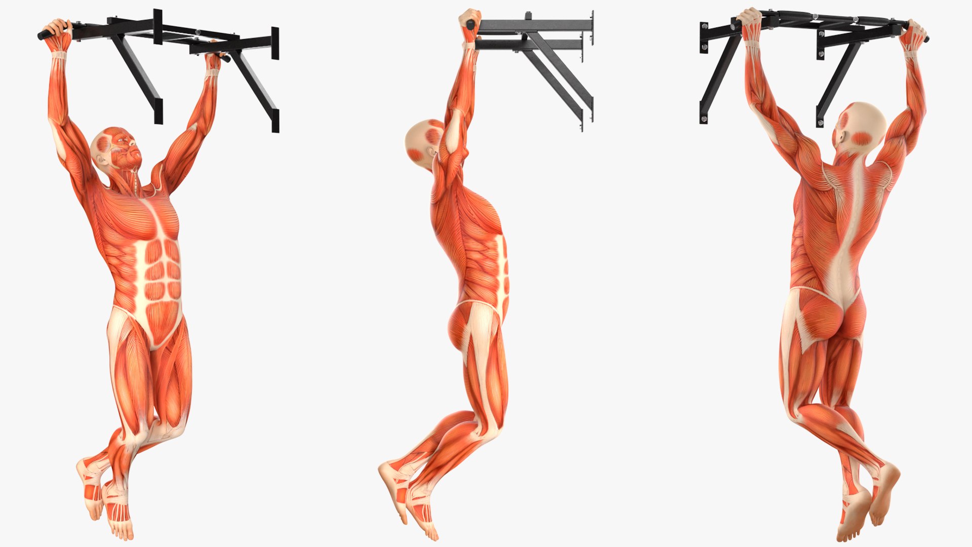 Anatomy Male Muscular System Pull-up Animated Rigged 3D - TurboSquid ...