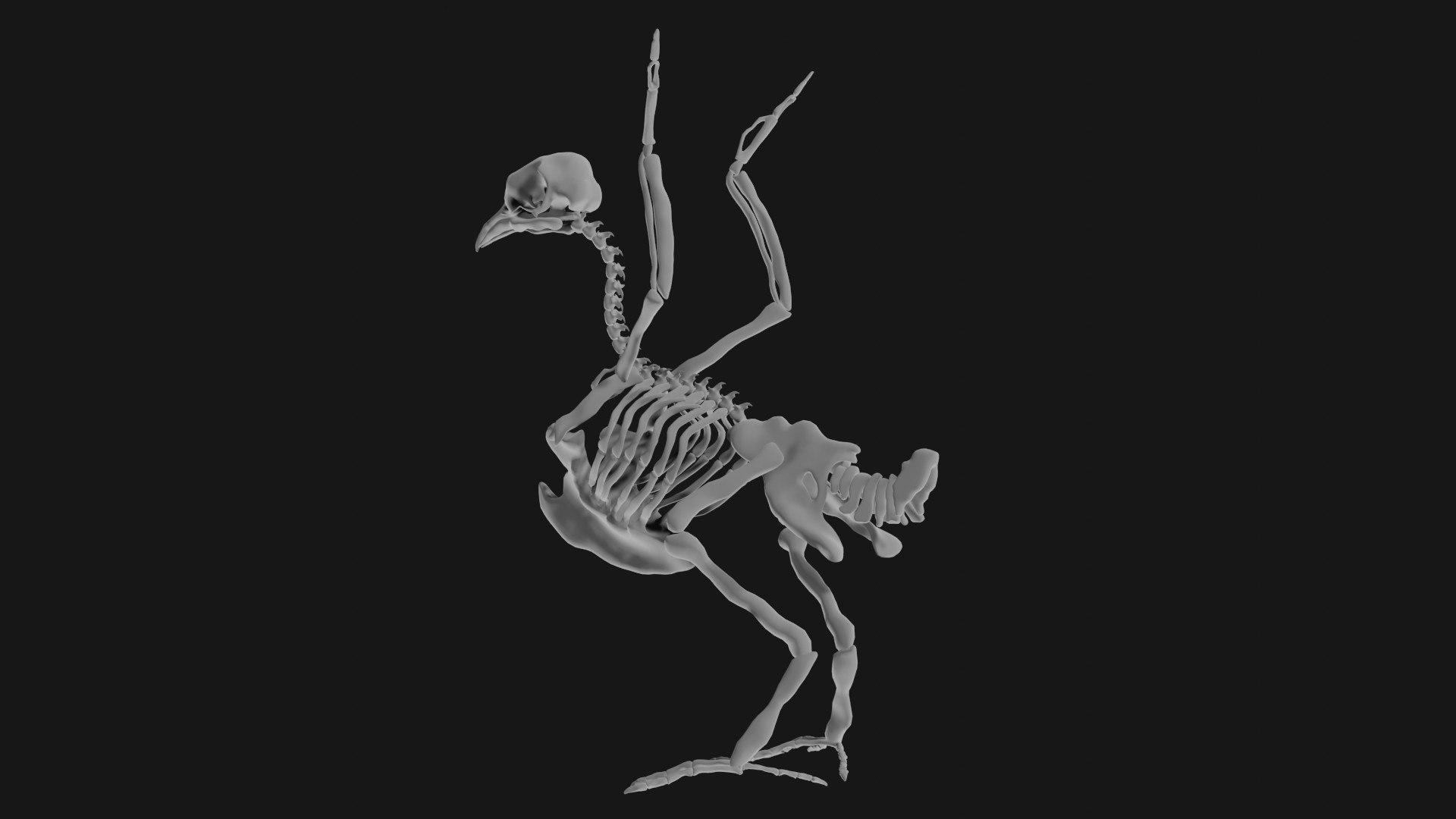 3D Pigeon Skeleton - TurboSquid 1967045