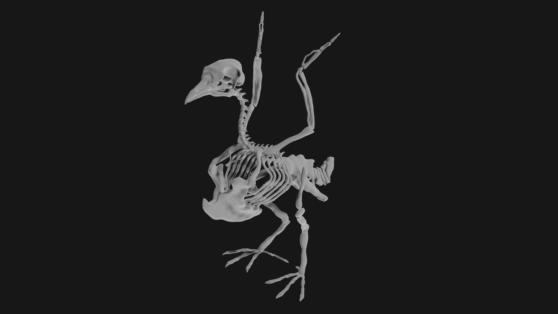 3D Pigeon Skeleton - TurboSquid 1967045