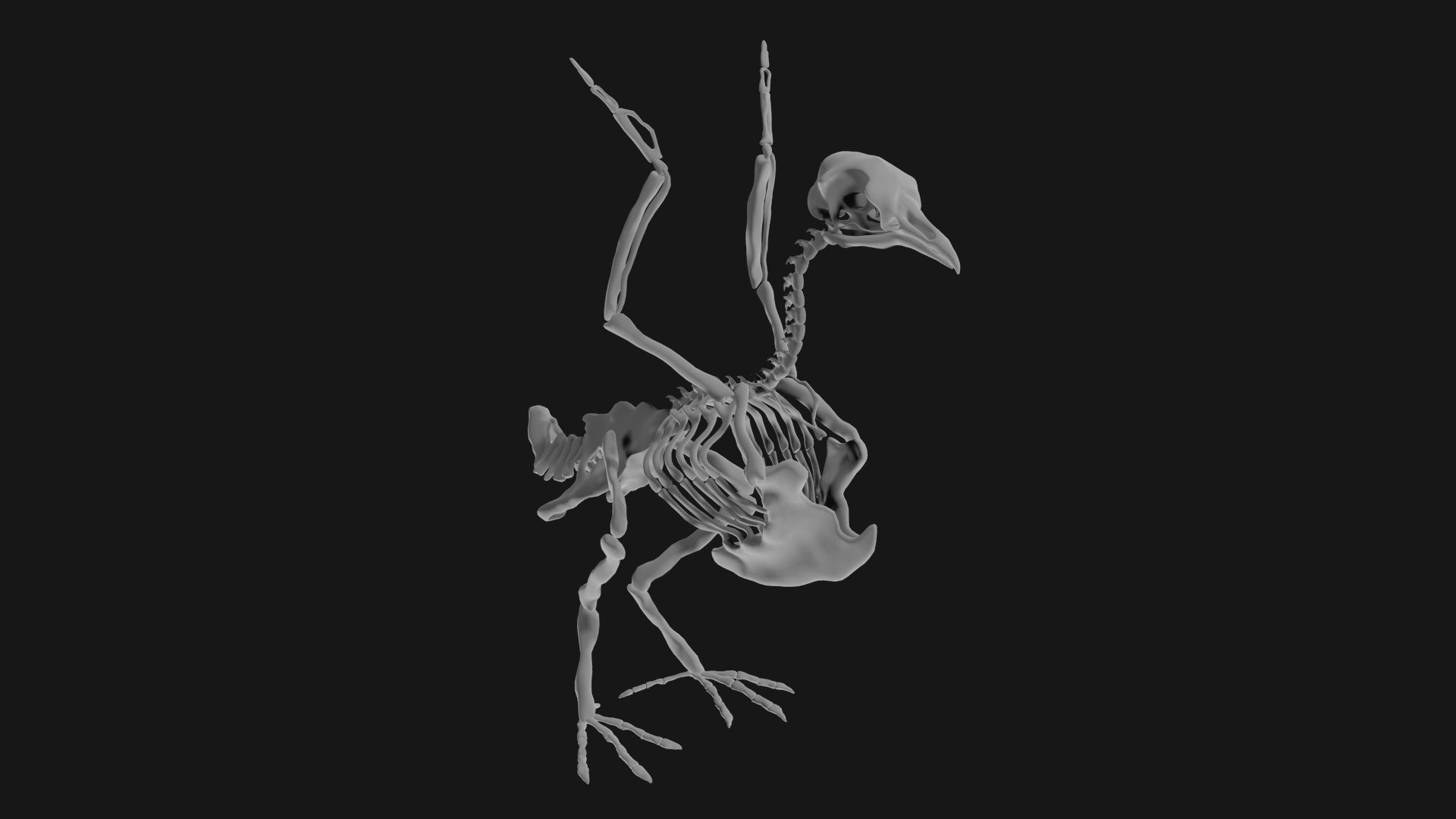 3D Pigeon Skeleton - TurboSquid 1967045