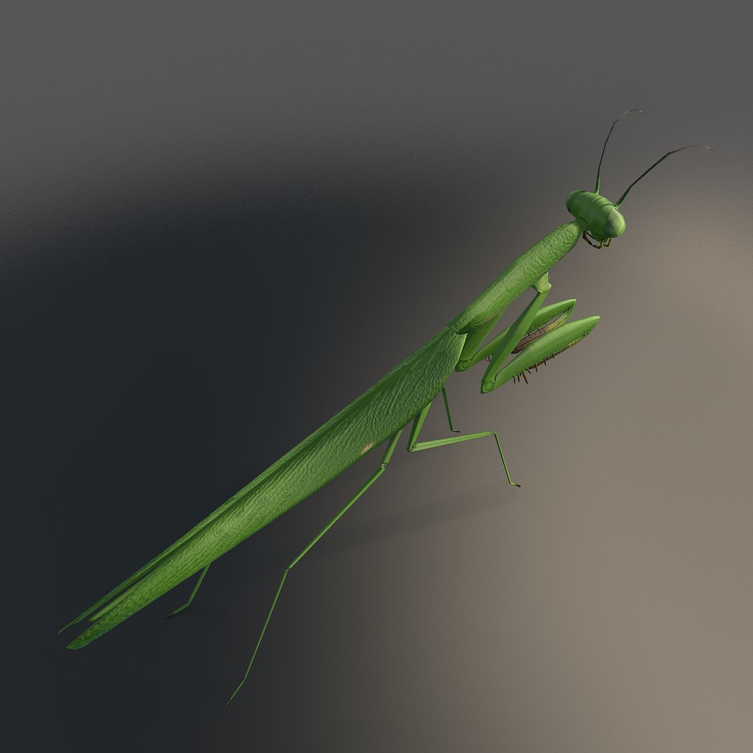 realistic mantis praying max