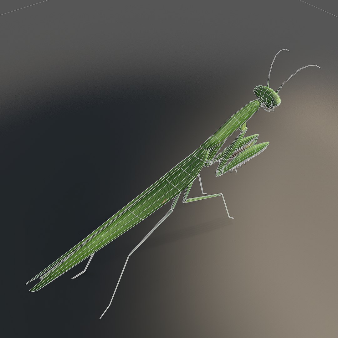 realistic mantis praying max