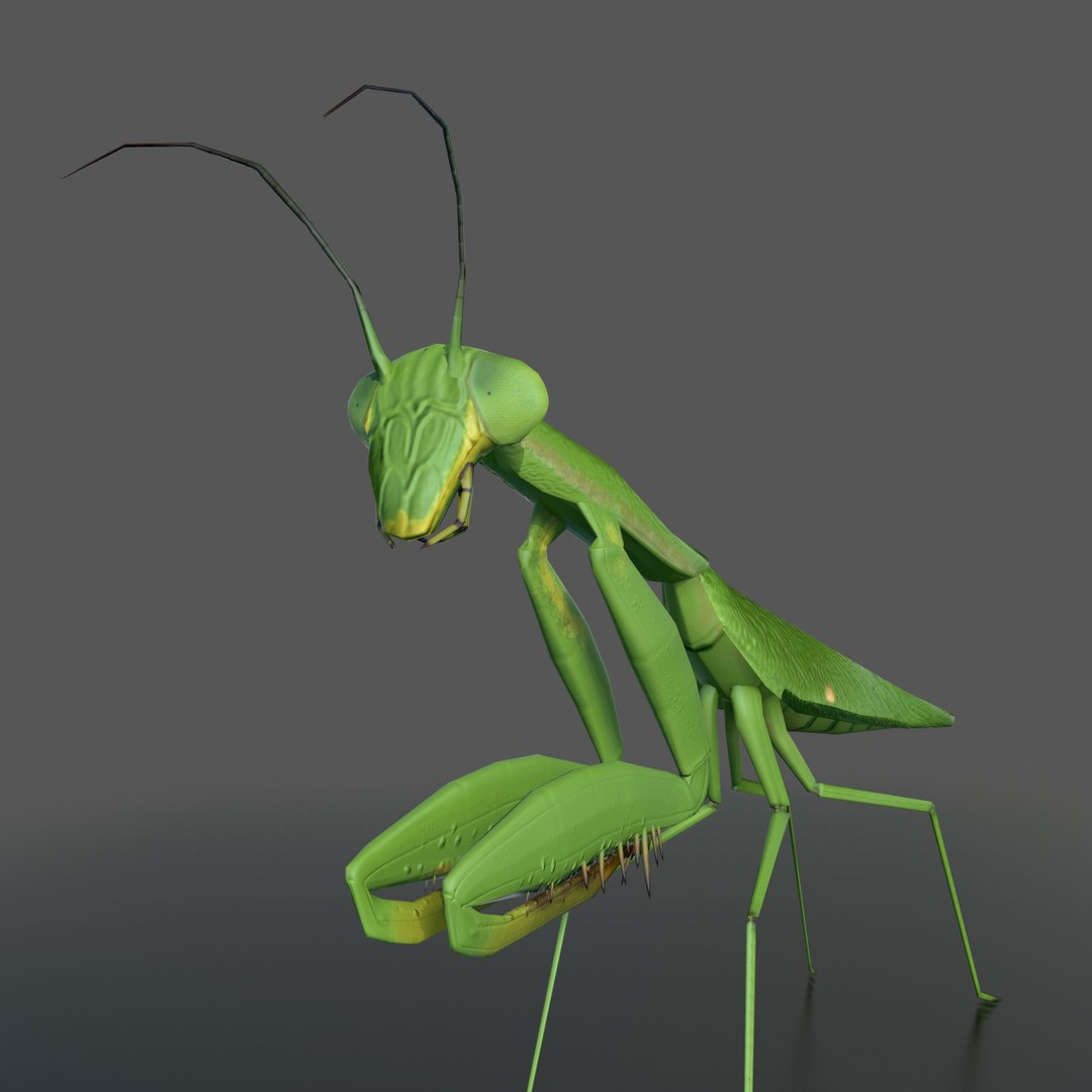 realistic mantis praying max