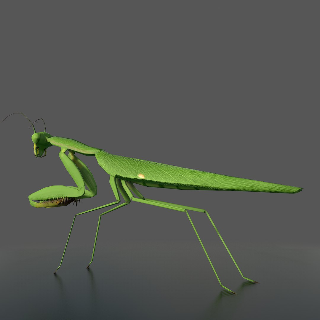 realistic mantis praying max