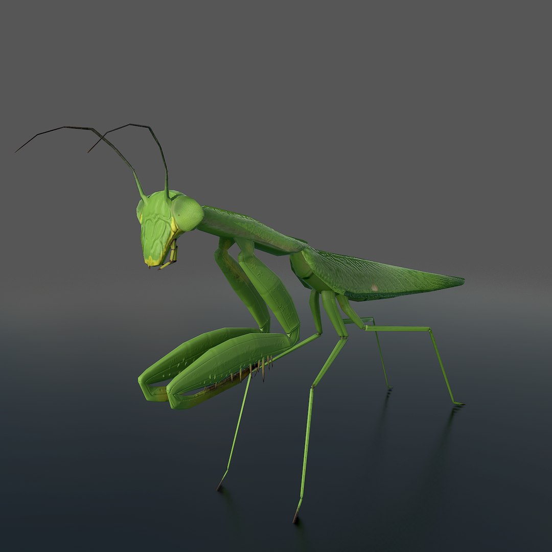 realistic mantis praying max