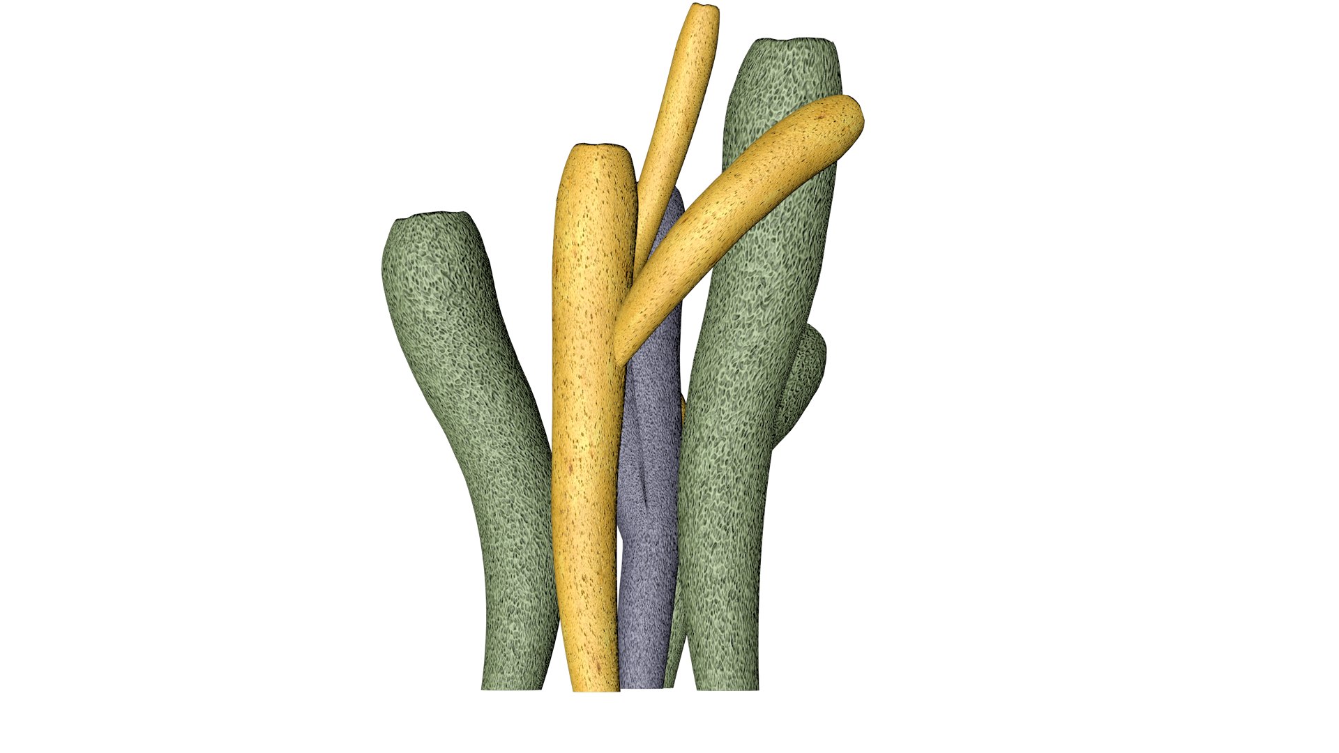 Tube Sponge Plant Collection 3D - TurboSquid 2377967