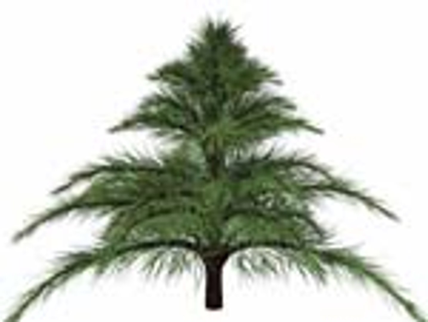 3d model conifer bryce