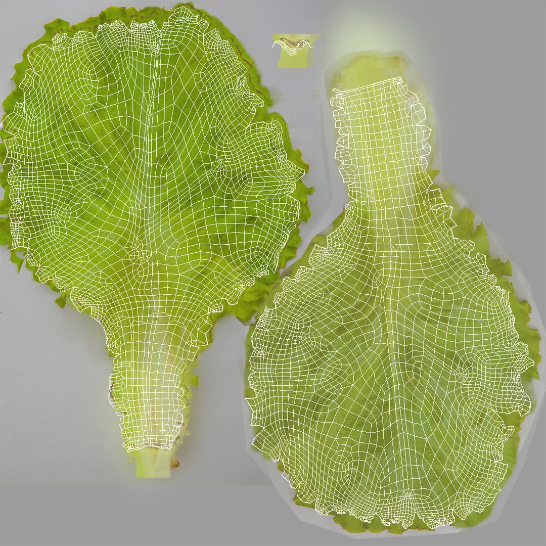 lettuce leaf 3d model