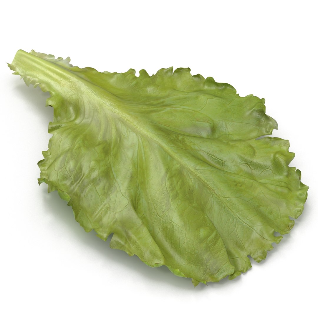 Lettuce Leaf 3d Model