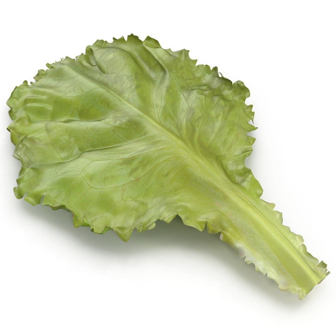 Lettuce Leaf 3d Model