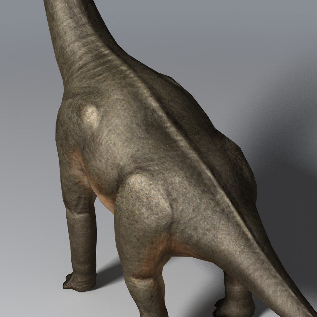 3d Brachiosaurus Sauropod Model