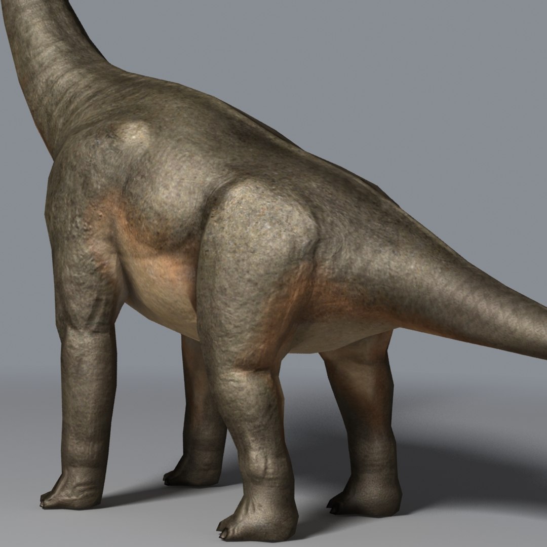 3d Brachiosaurus Sauropod Model