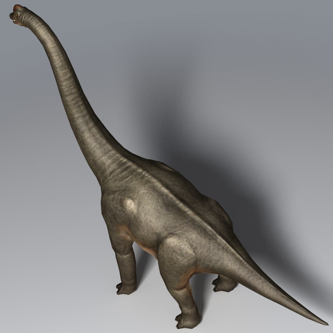 3d Brachiosaurus Sauropod Model