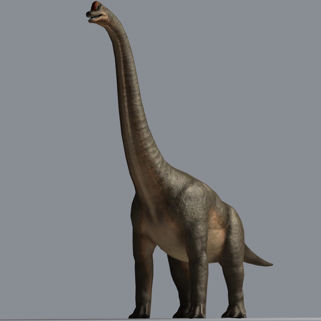3d Brachiosaurus Sauropod Model