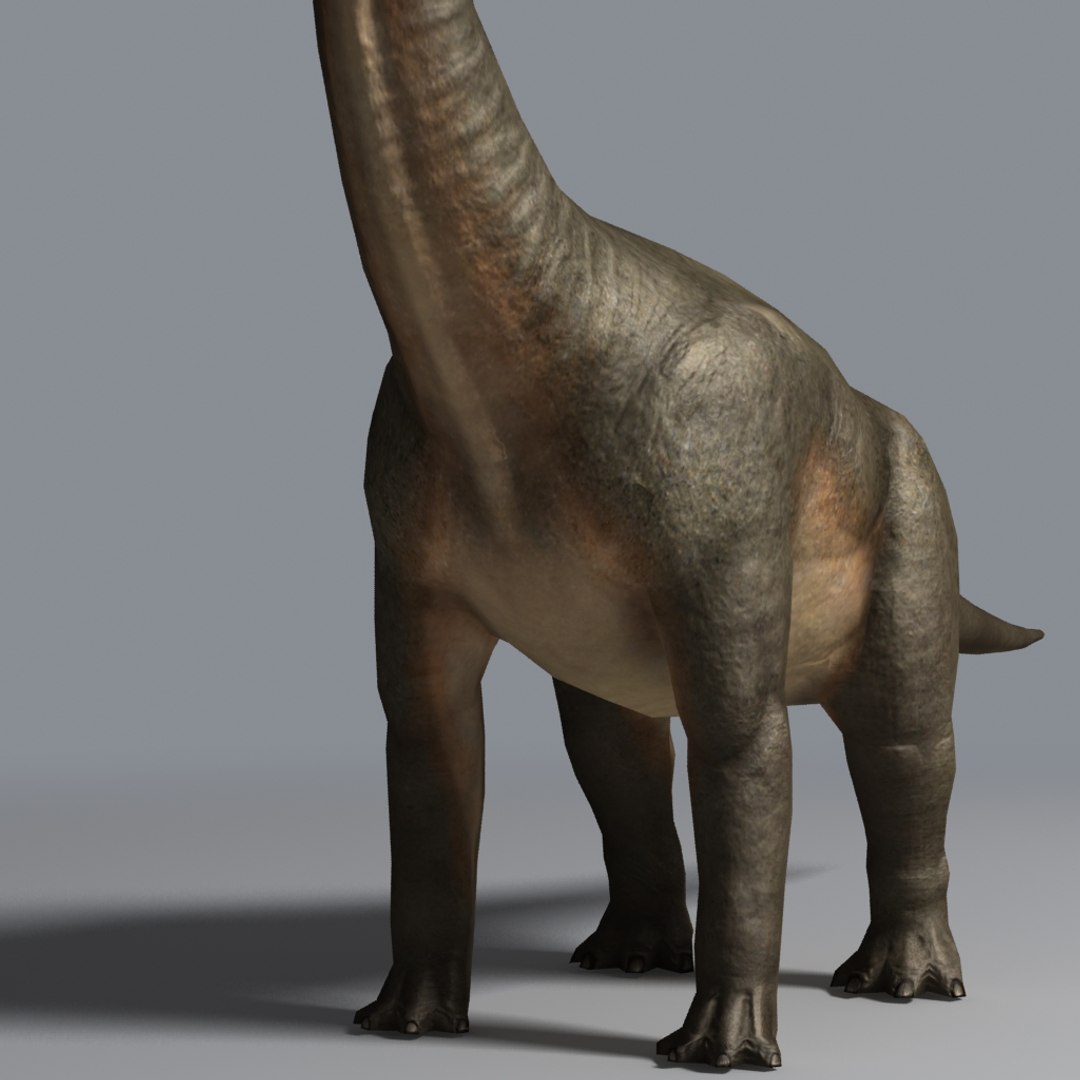 3d Brachiosaurus Sauropod Model