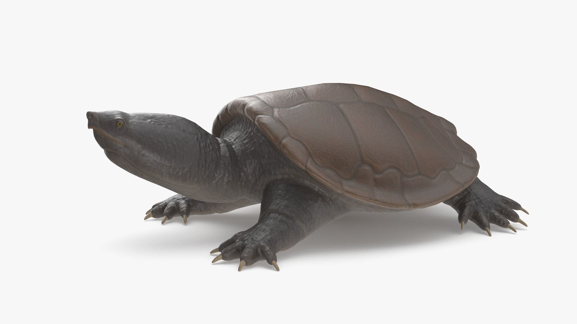3D Common Snapping Turtle Model - TurboSquid 1466049