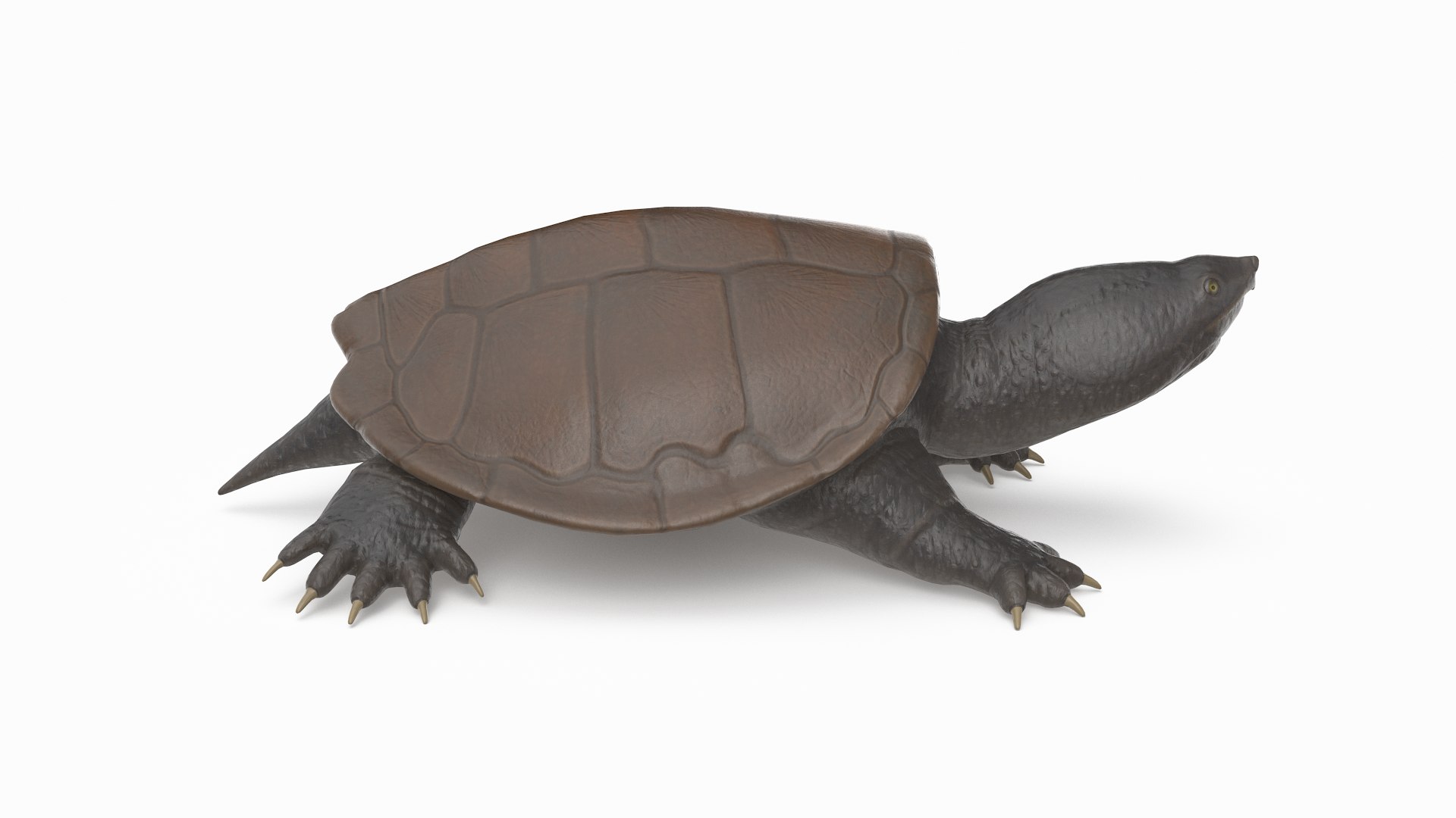 3D Common Snapping Turtle Model - TurboSquid 1466049