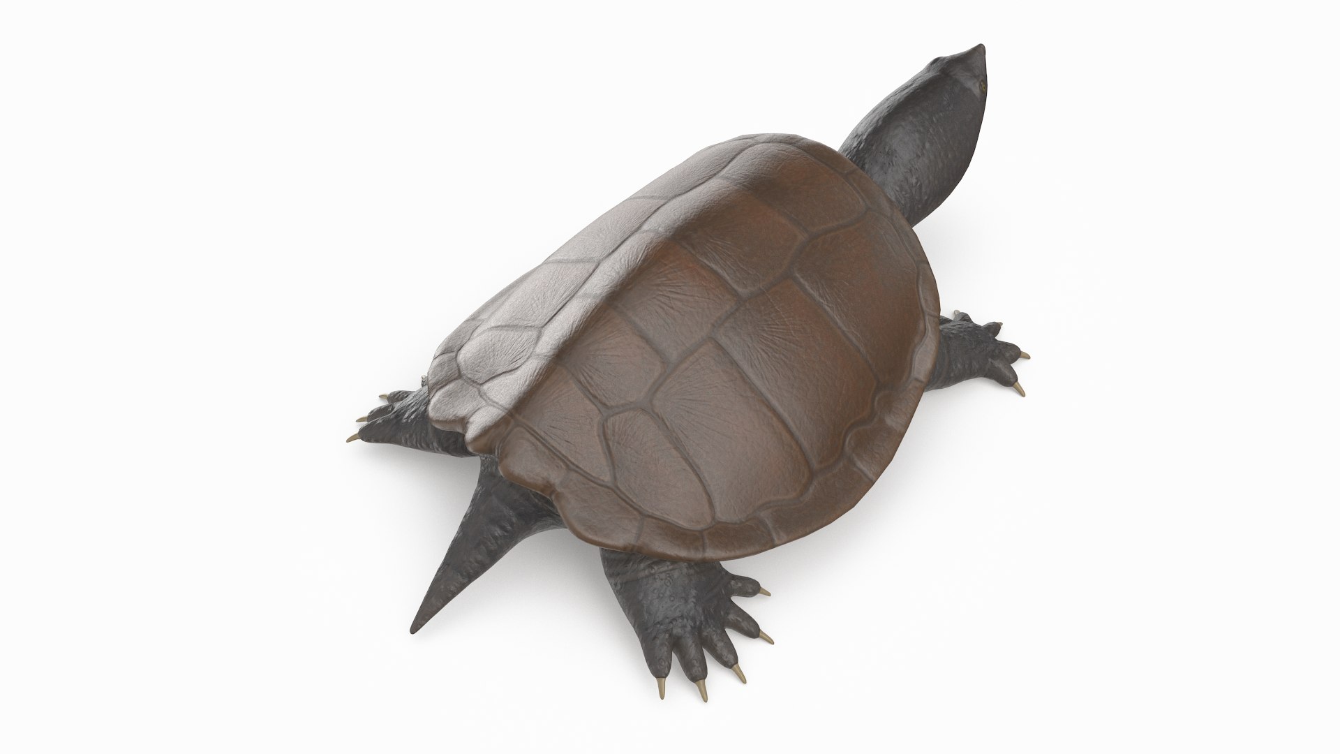 3D Common Snapping Turtle Model - TurboSquid 1466049