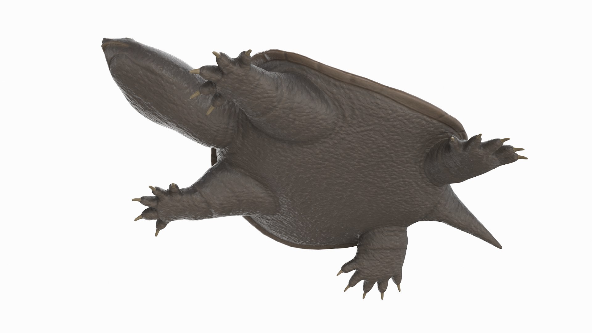 3D Common Snapping Turtle Model - TurboSquid 1466049