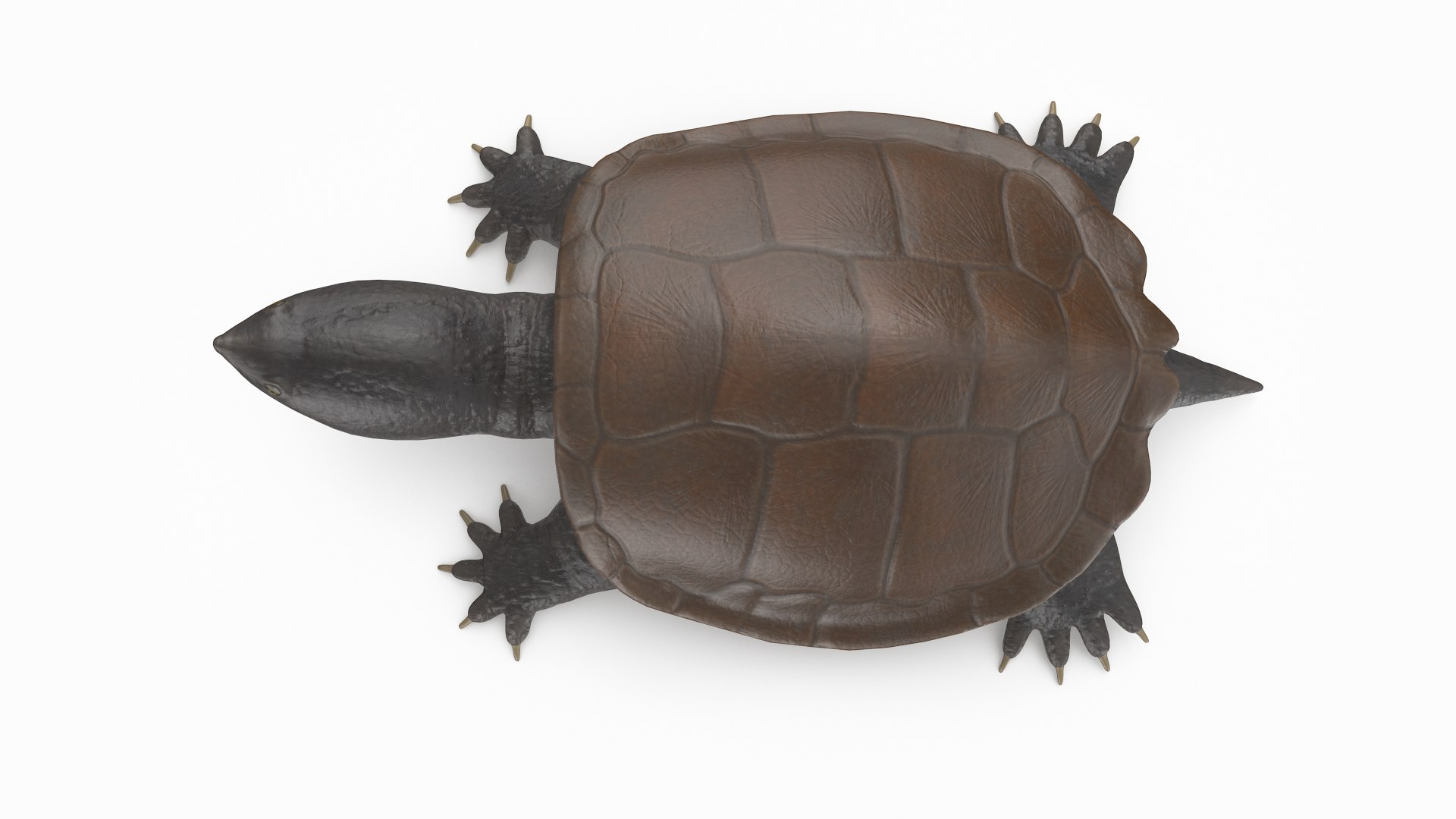 3D Common Snapping Turtle Model - TurboSquid 1466049