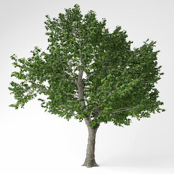Ash tree 3D model - TurboSquid 1470722