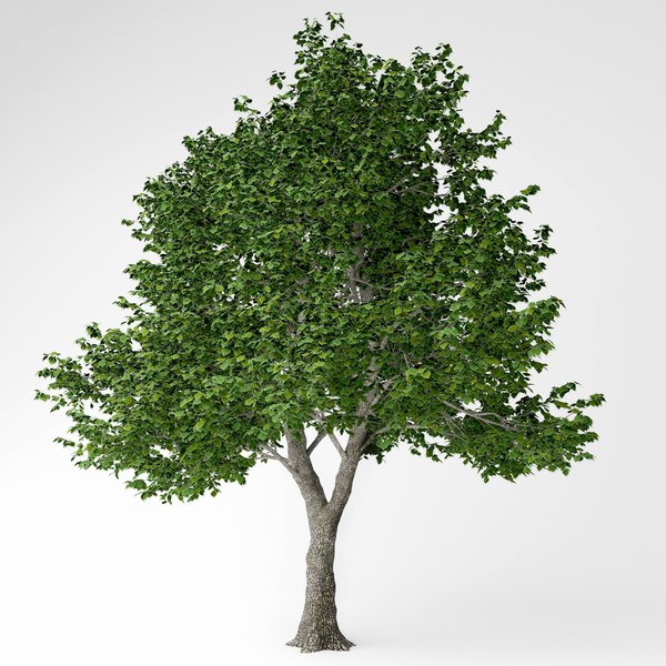 Ash tree 3D model - TurboSquid 1470722