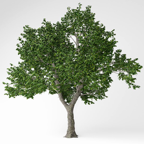 Ash tree 3D model - TurboSquid 1470722