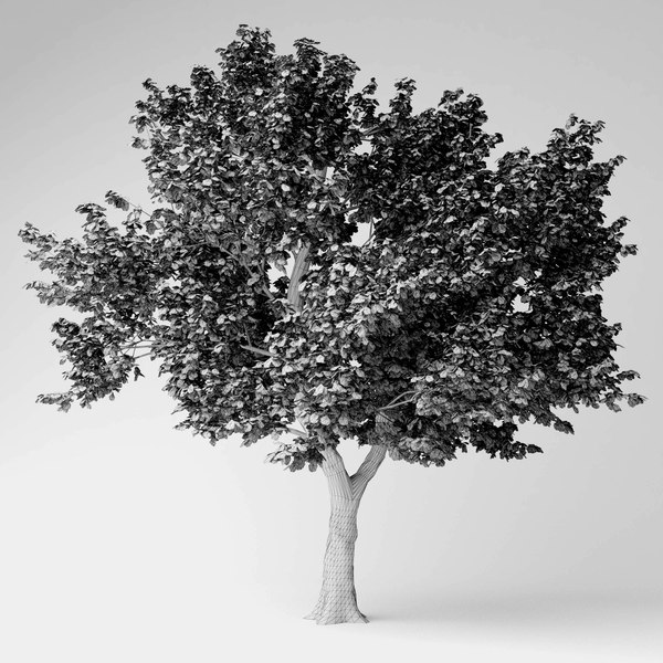 Ash tree 3D model - TurboSquid 1470722