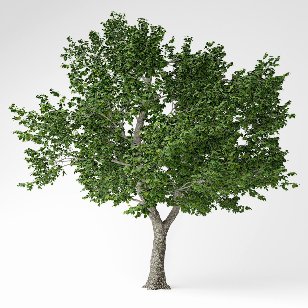 Ash tree 3D model - TurboSquid 1470722