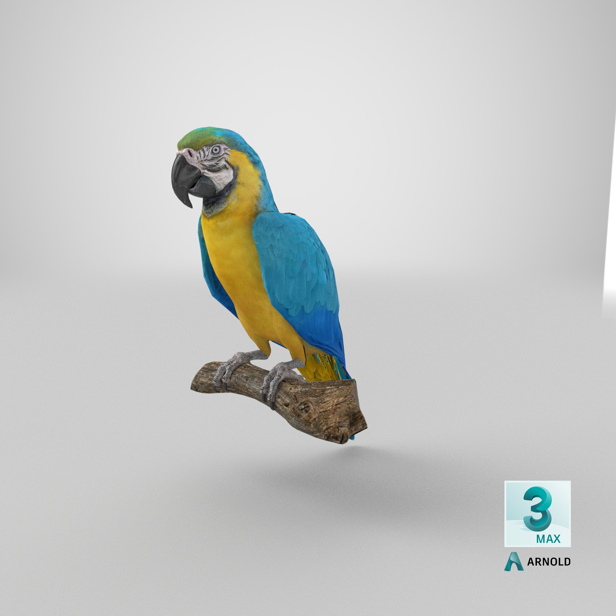 Blue-and-yellow macaw parrot blue 3D model - TurboSquid 1654137