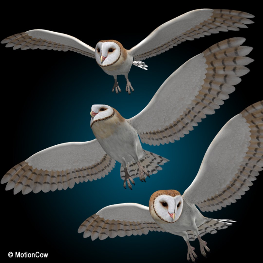 Realistic Flying Barn Owl 3d C4d