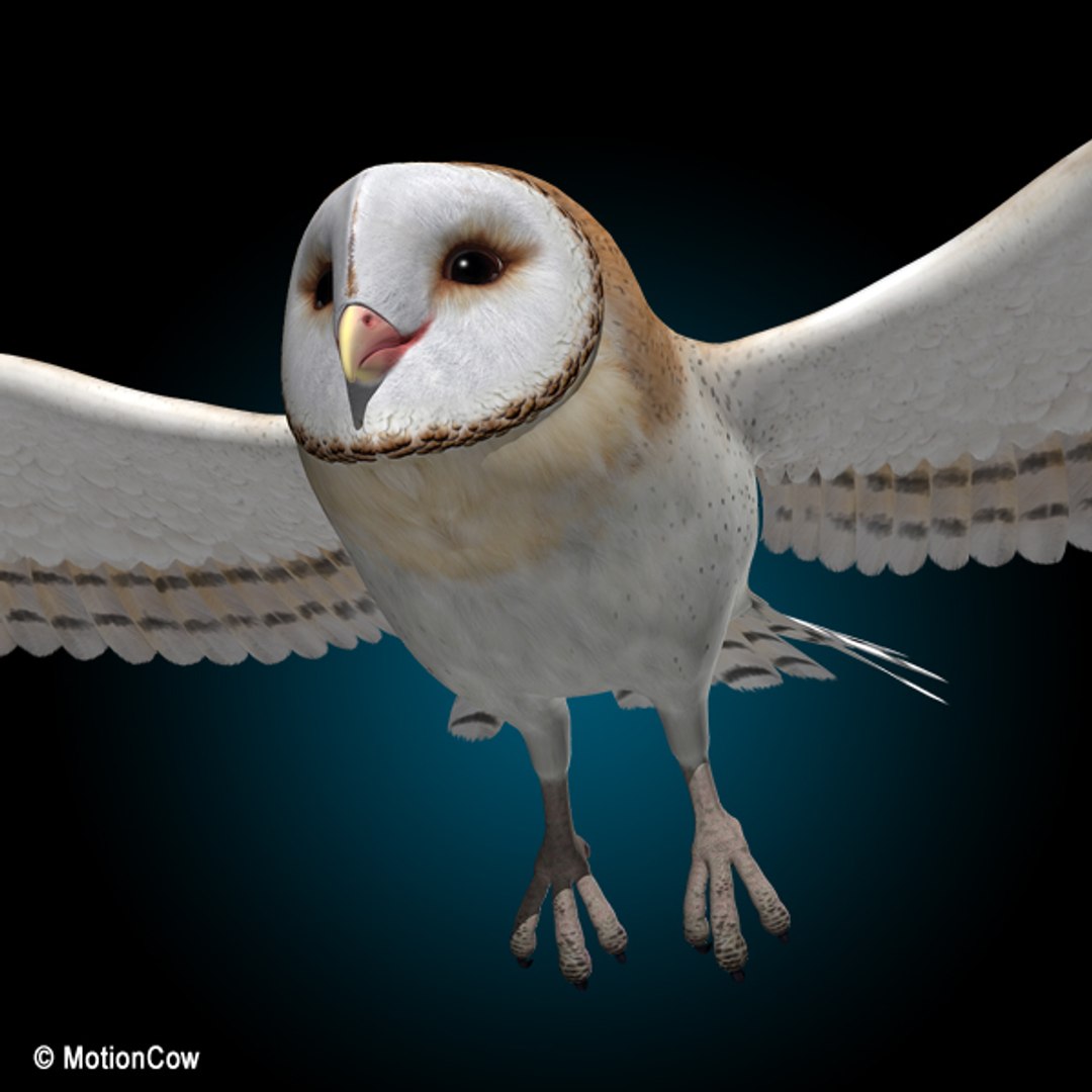 Realistic Flying Barn Owl 3d C4d
