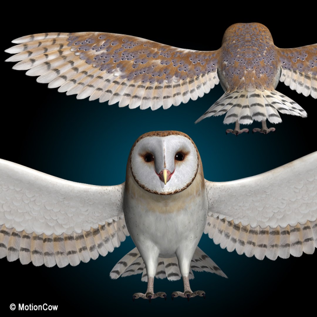 Realistic Flying Barn Owl 3d C4d