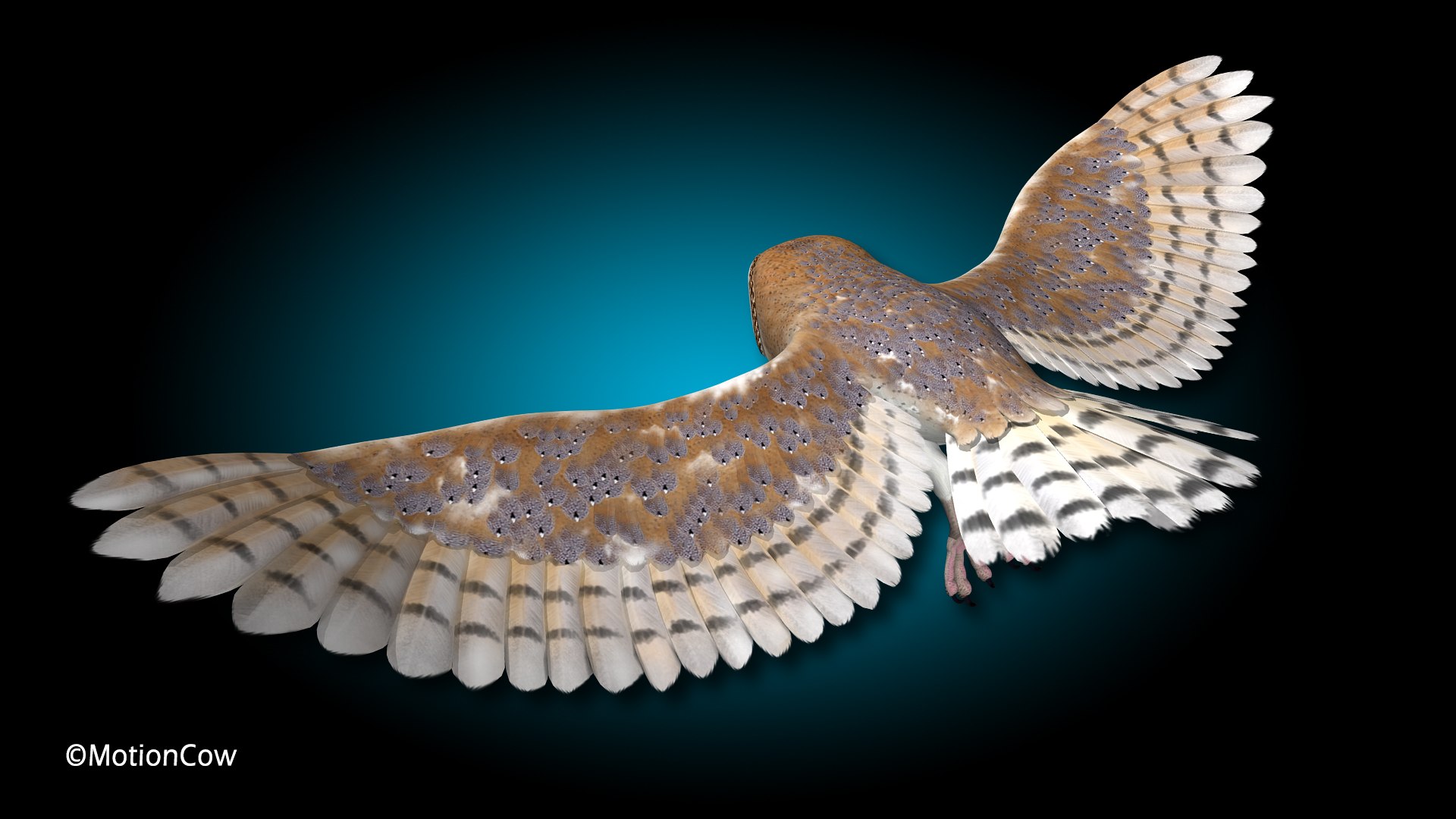 Realistic Flying Barn Owl 3d C4d
