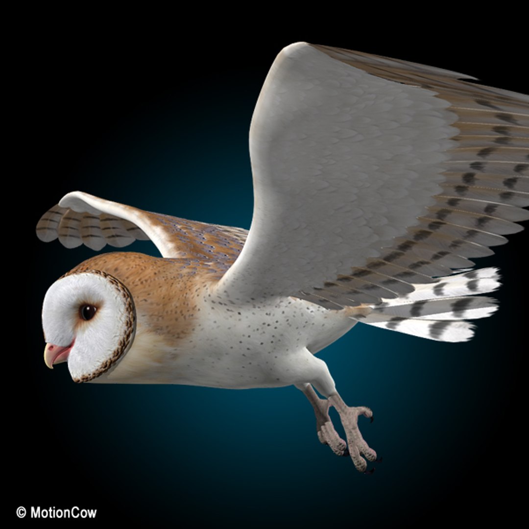 Realistic Flying Barn Owl 3d C4d
