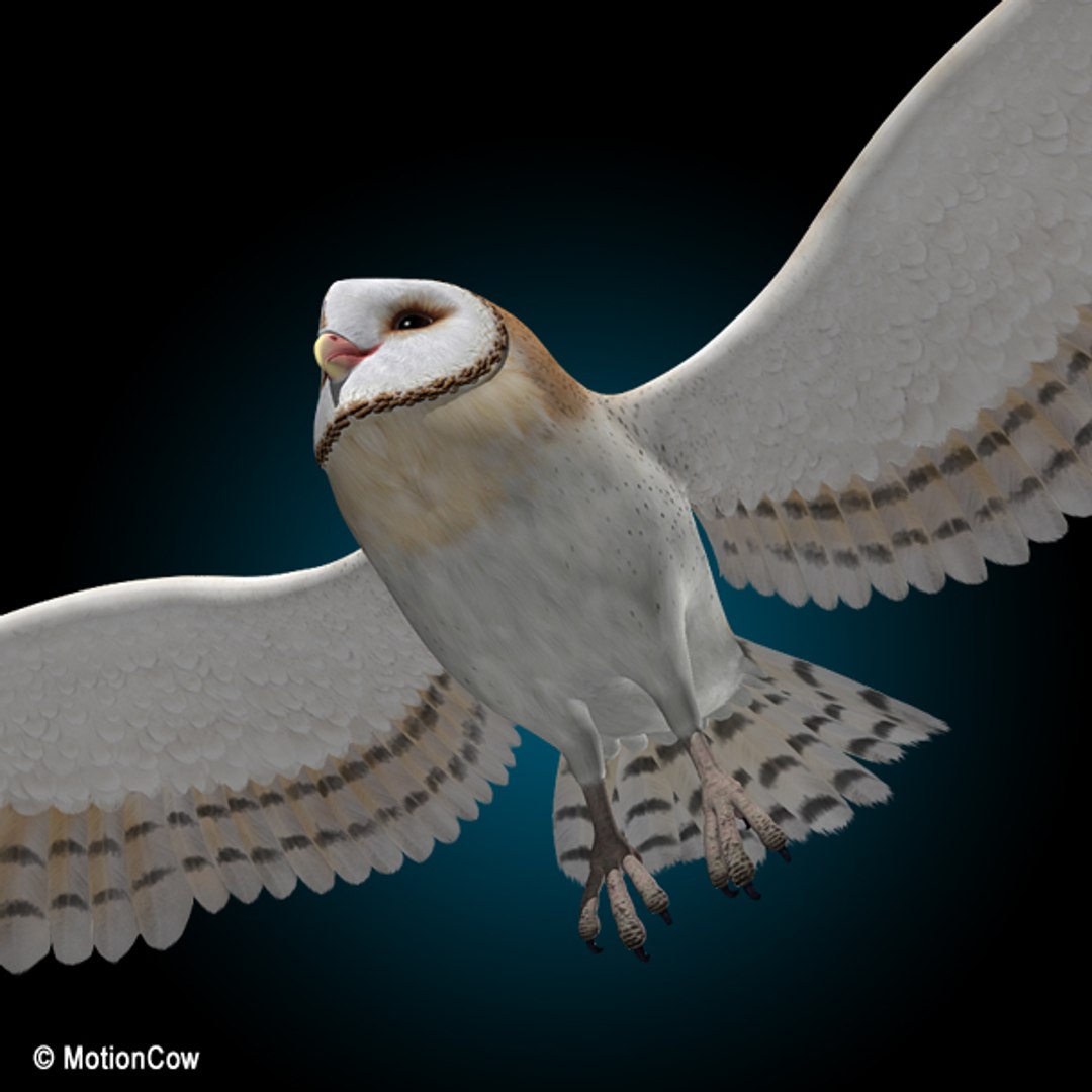 Realistic Flying Barn Owl 3d C4d