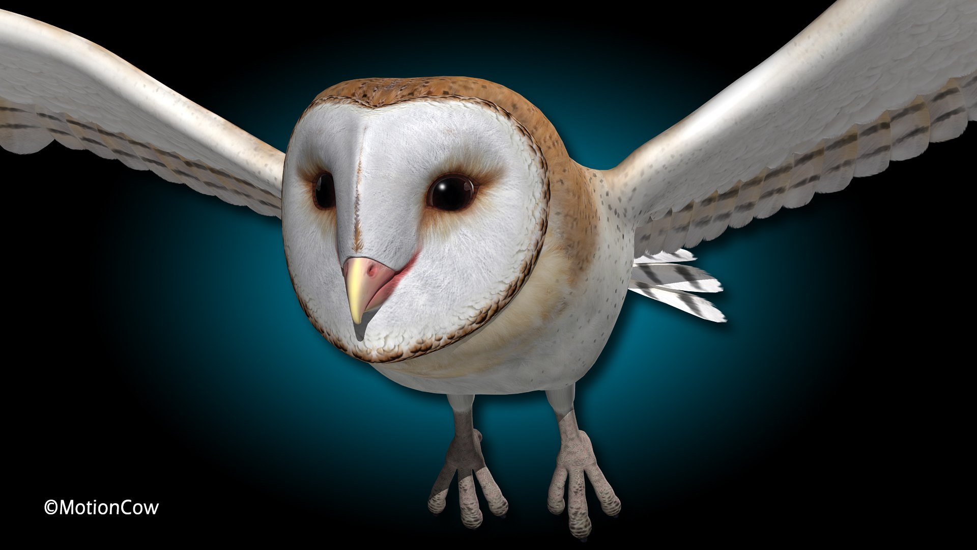 Realistic Flying Barn Owl 3d C4d