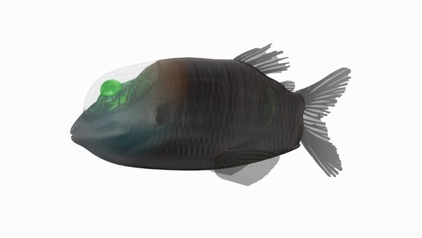 3D deep sea fish model - TurboSquid 1467566