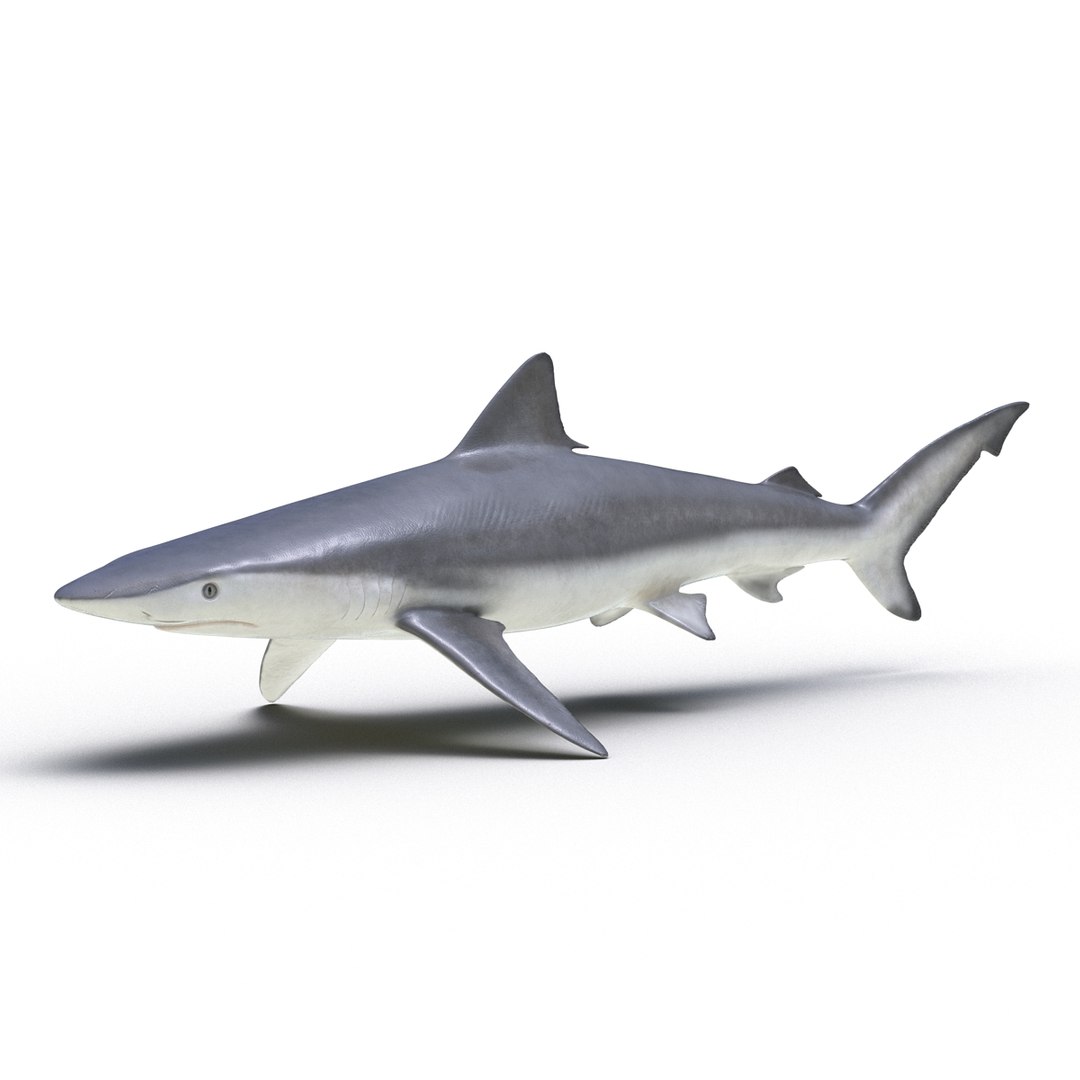 3d smalltail shark rigged model