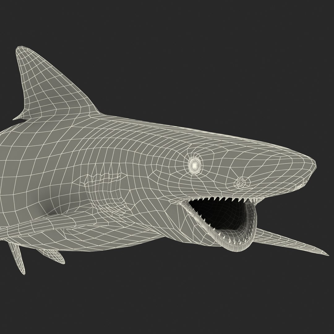3d smalltail shark rigged model