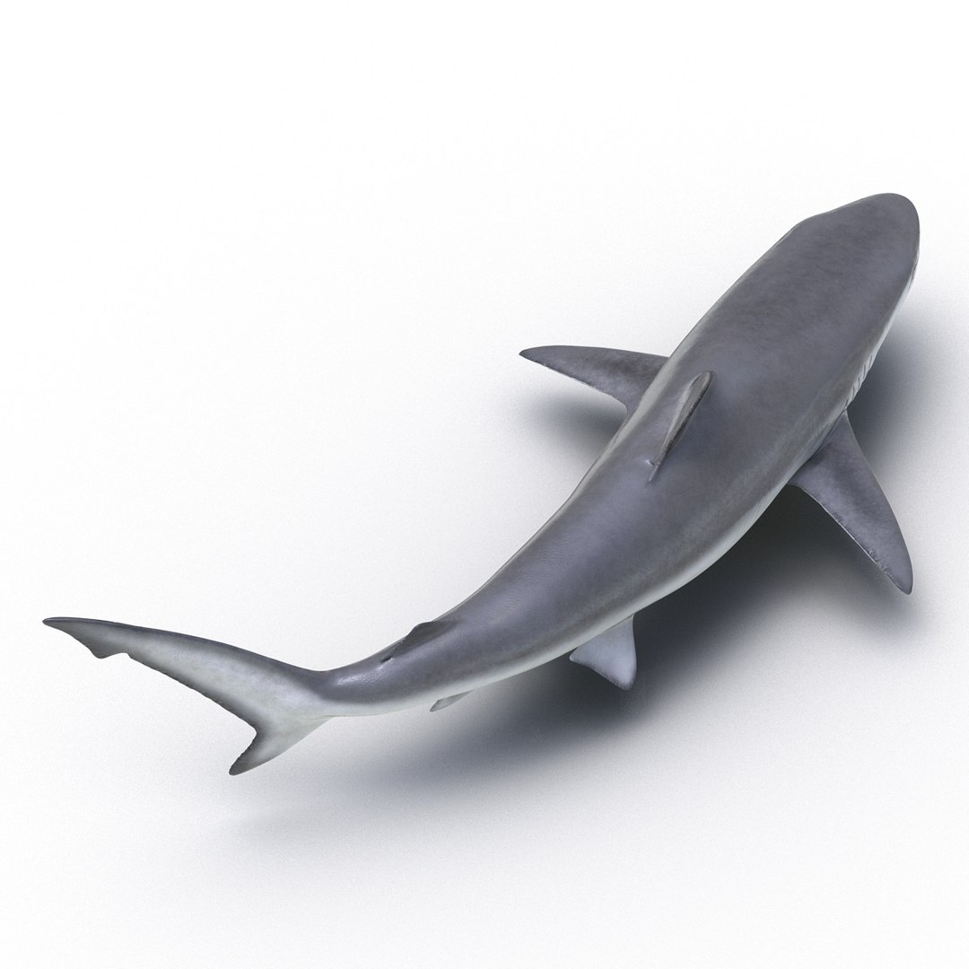 3d smalltail shark rigged model