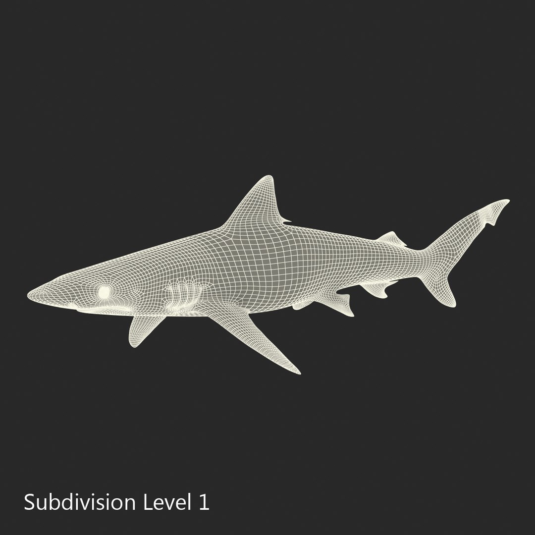 3d smalltail shark rigged model