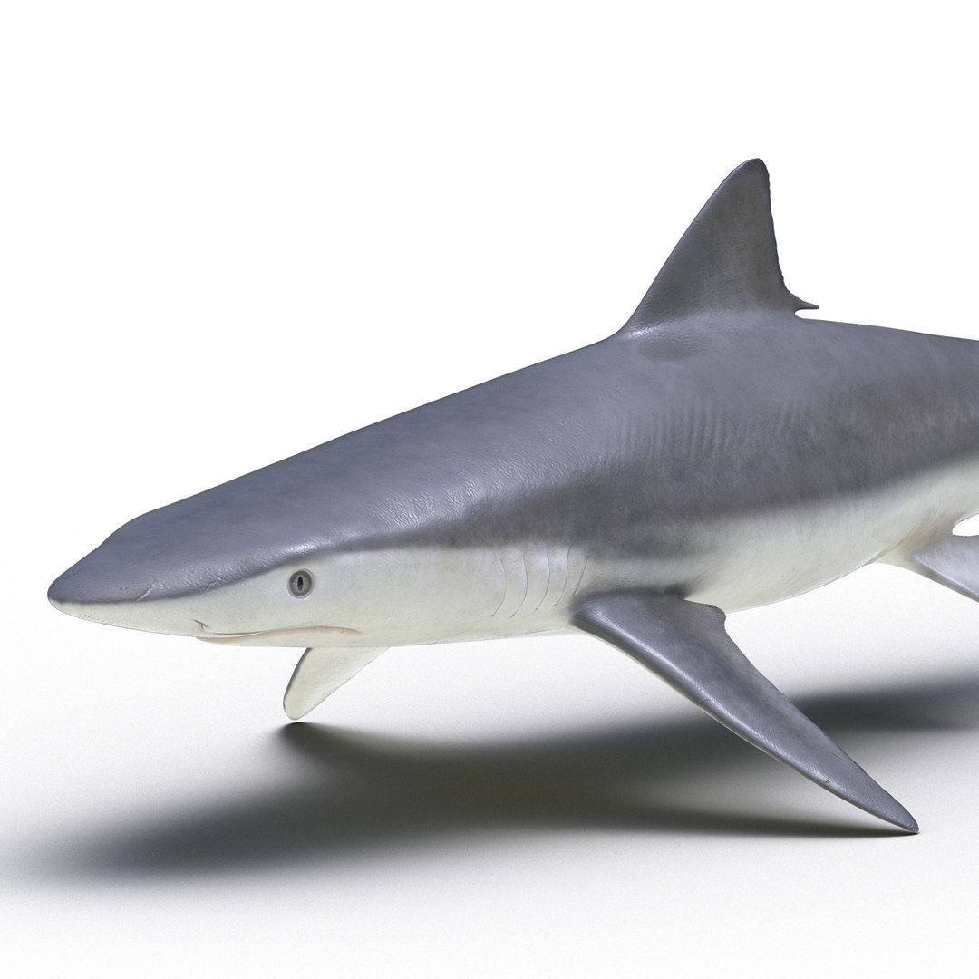 3d smalltail shark rigged model