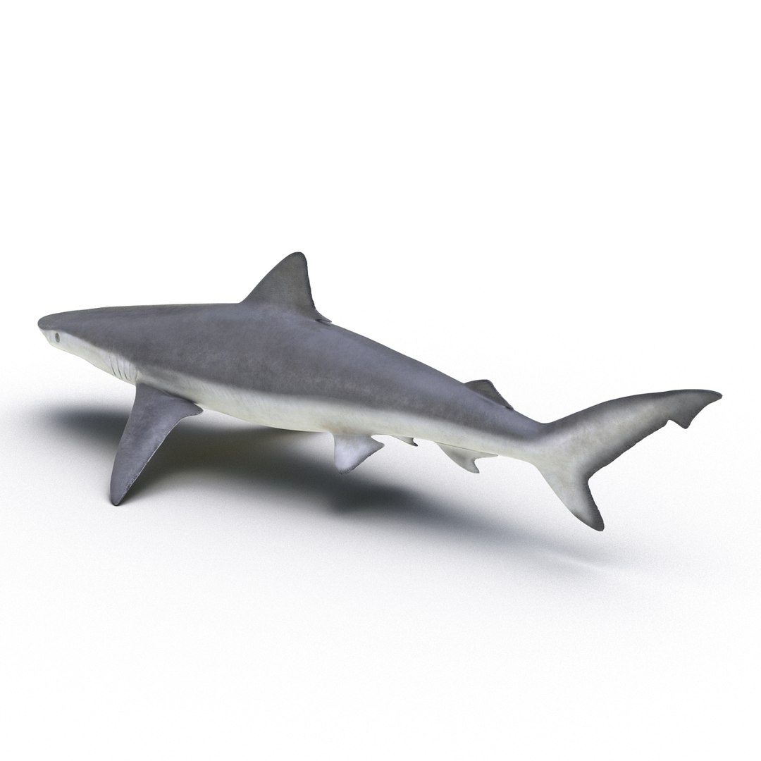 3d smalltail shark rigged model