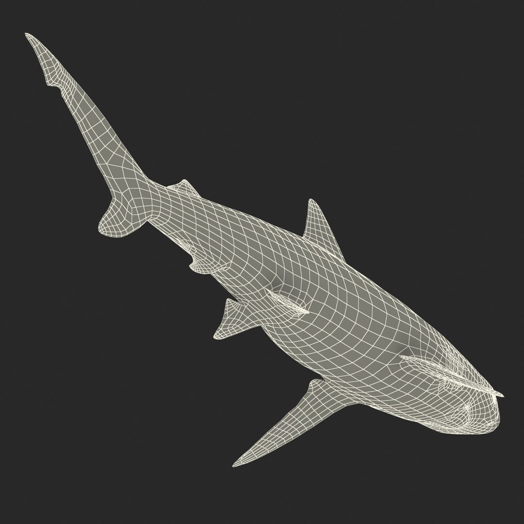 3d smalltail shark rigged model